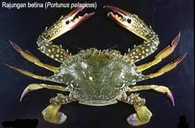 Kepiting dan Rajungan – Jati.id