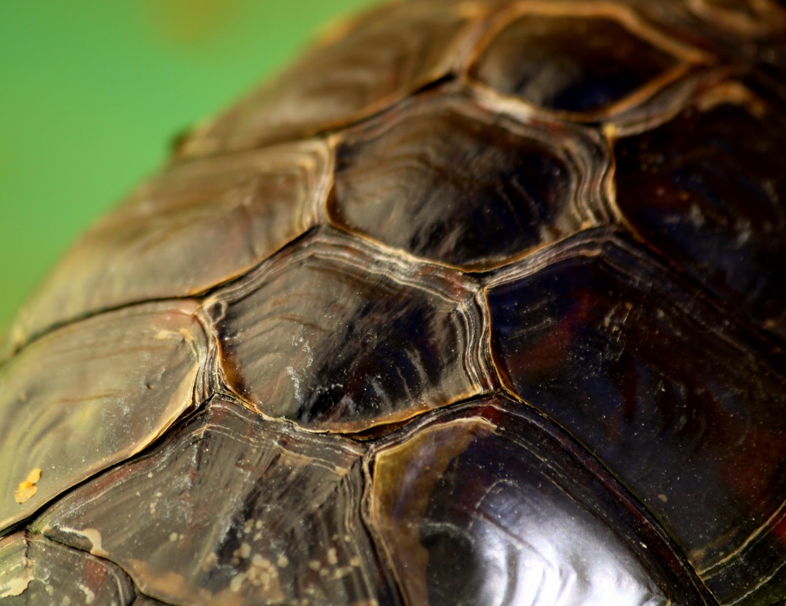 KrystalDiMagem: Carapaça