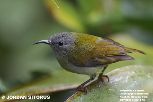 Amazing Borneo: Temminck's Sunbird (Aethopyga temminckii): The Montane ...
