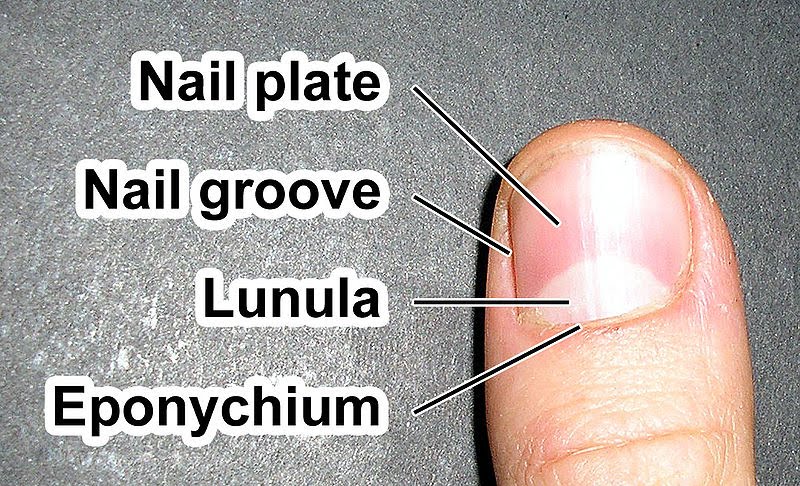 The chemistry of our nails – Point of Interest