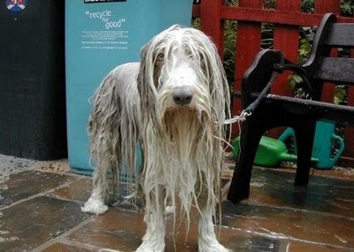 Funny Animal Photos: One Very Wet Shaggy Dog