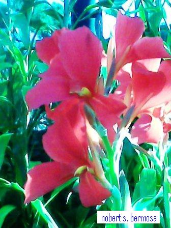 E2=Educational & Entertainment Hub: The Beautiful Flowers of Baguio ...
