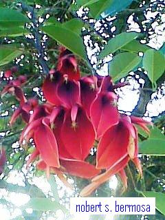 E2=Educational & Entertainment Hub: The Beautiful Flowers of Baguio ...