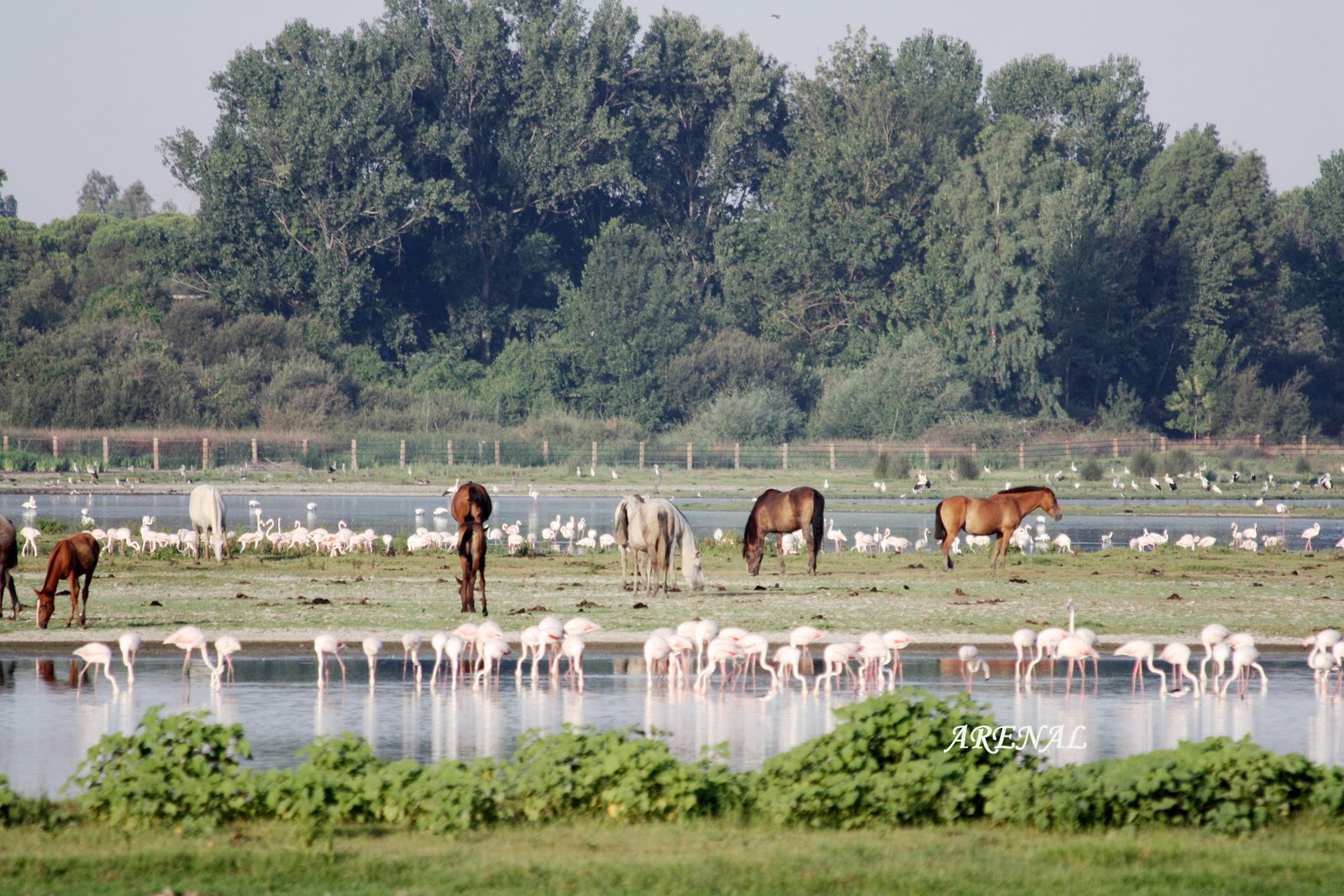 Vivencias: La marisma flamenca