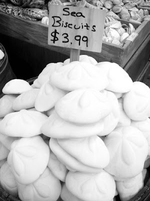 FOCAL POINT STYLING: KEY WEST: SHIPWRECKS SHELLS SQUARES & SUNSETS