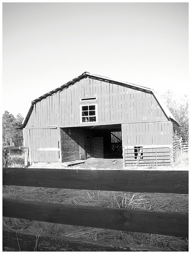 FOCAL POINT STYLING: PHOTOS FOR FRIDAY: Barn Yard Love