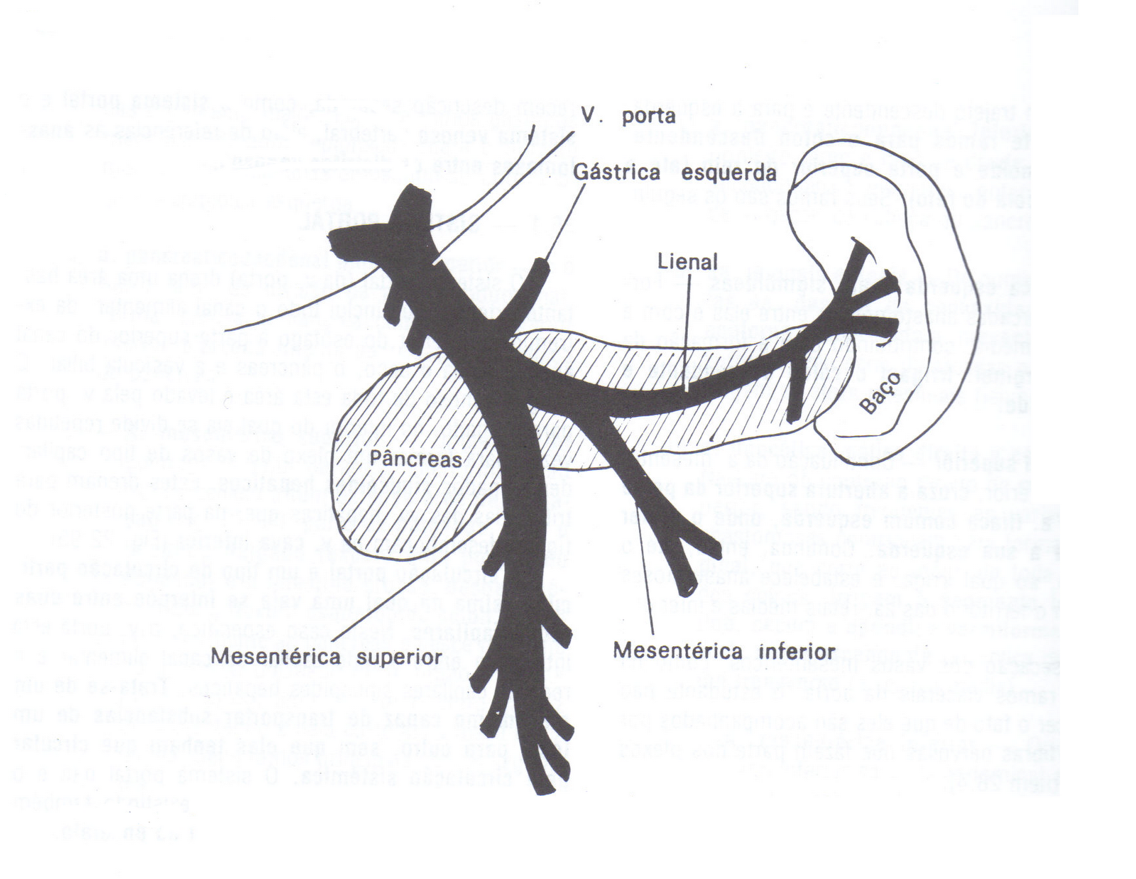 e do ducto hepático comum
