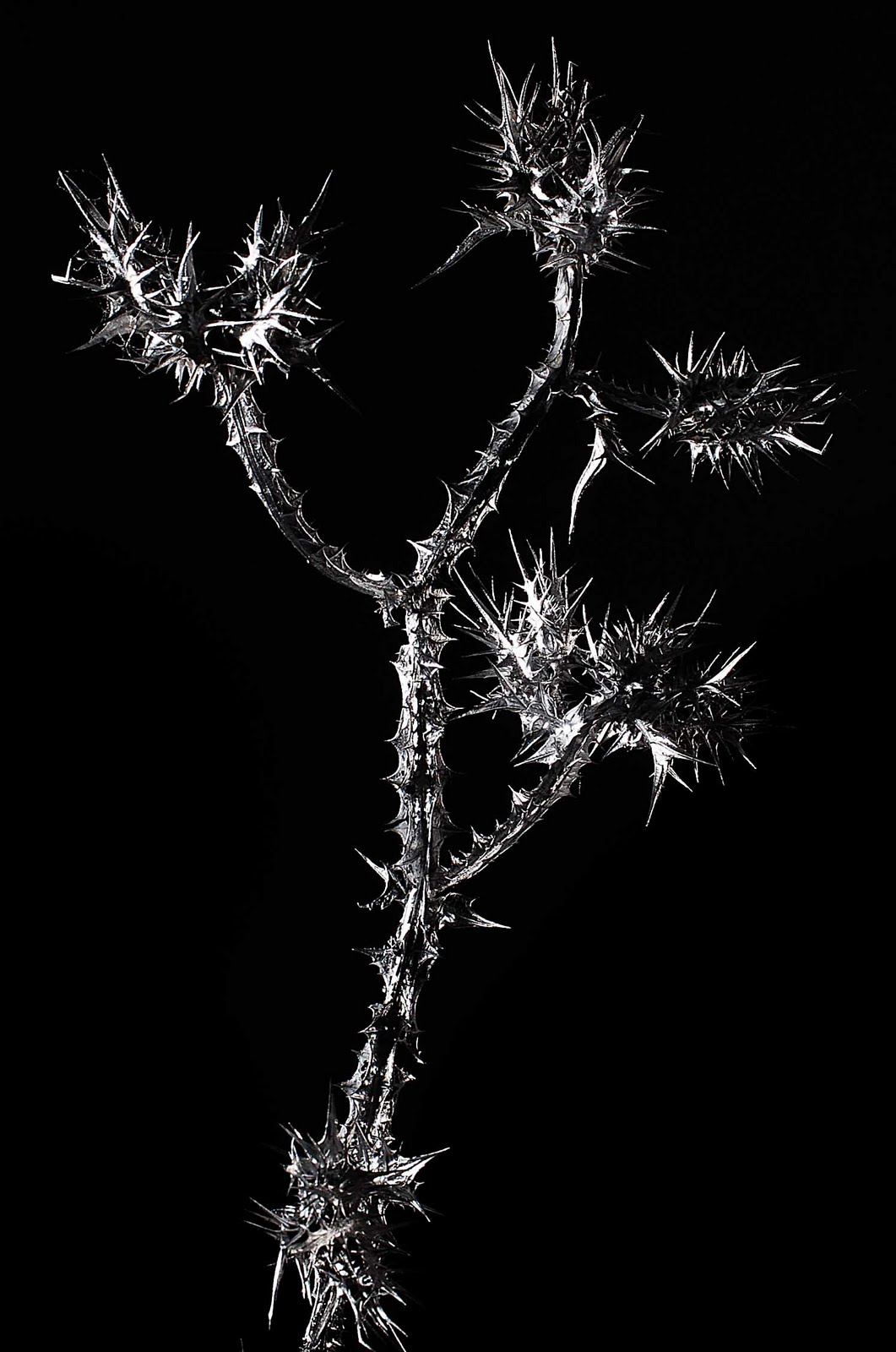 la esponja: chernobyl´s flowers