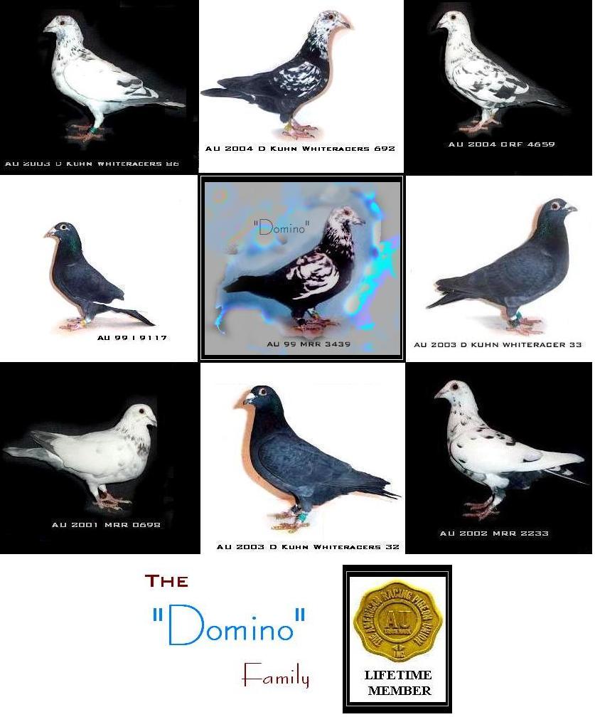 April 2010 ~ Racing Pigeons for Sale | Homing Pigeons for Sale | Racing ...