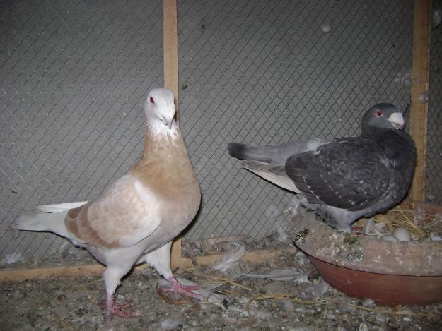 German Beauty Pigeons ~ Racing Pigeons for Sale | Homing Pigeons for ...