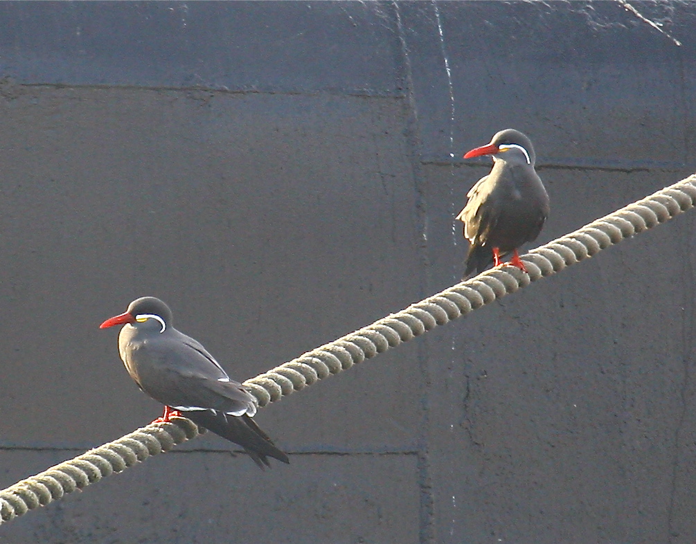 The Wandering Naturalist: Peruvian Paradigms: Pt 3: Rainforest ...