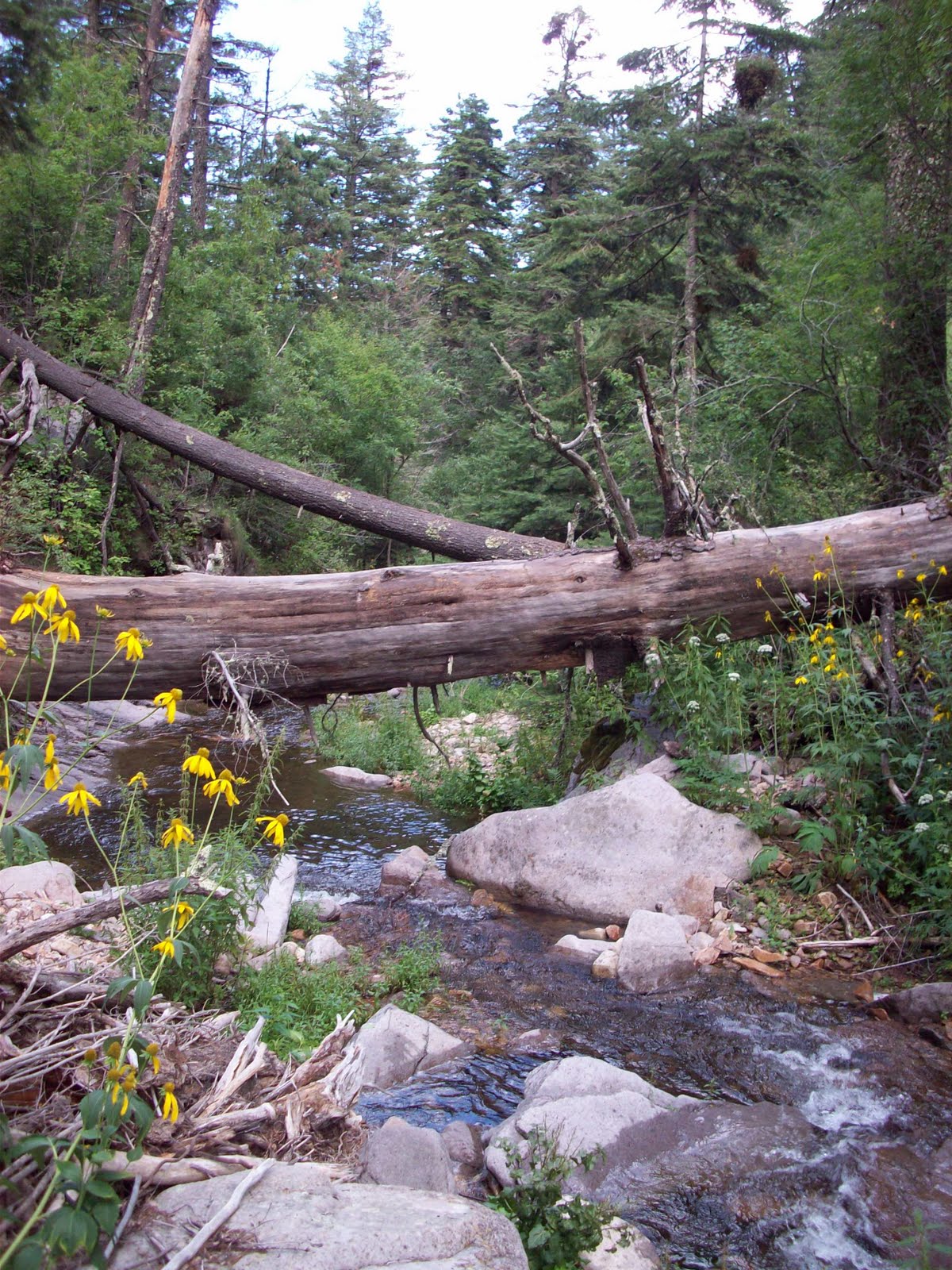 Southern New Mexico Explorer: South Fork Bonito Creek-Lincoln National ...