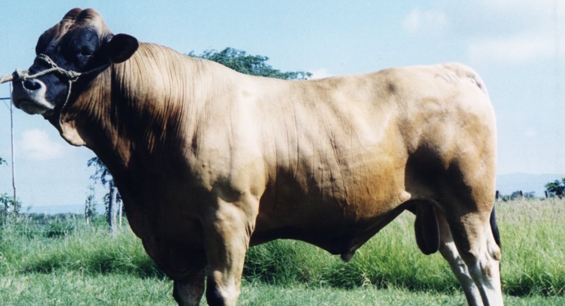 .: Ganado Raza Carora