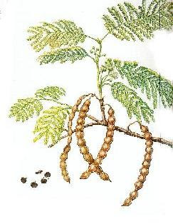 Vale Cambiar: Cuentos del Monte - El Cebil