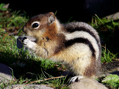 The Wild West: Ek Gilahri