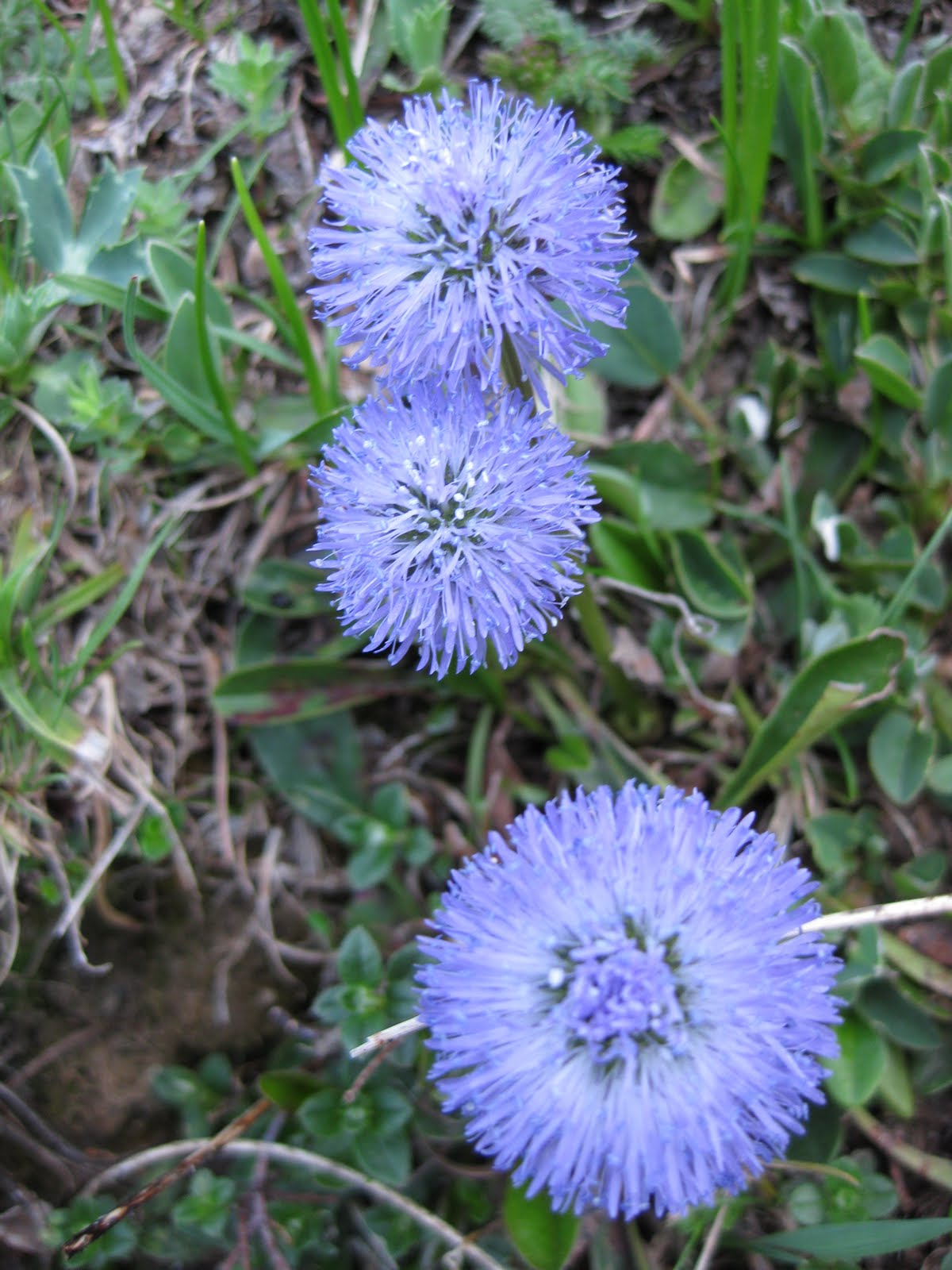Flor de temporada: Flores azules (Globularia)