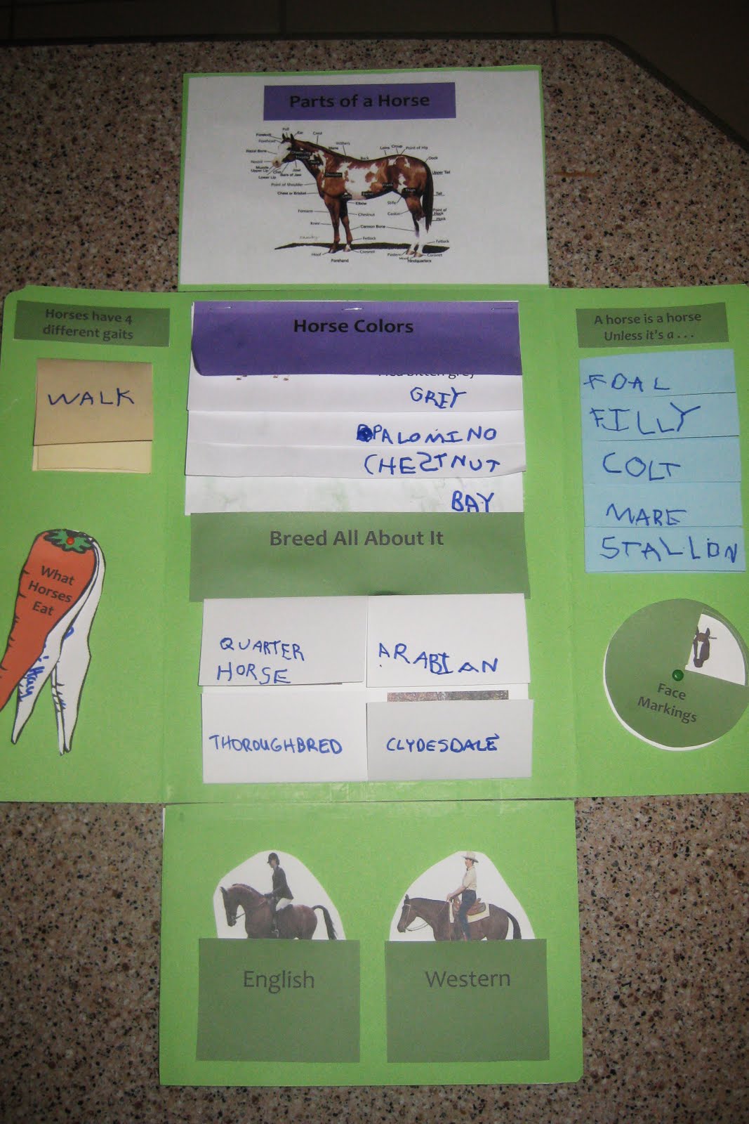 Homeschooling in Heels: Free Lapbook Templates & Curriculum