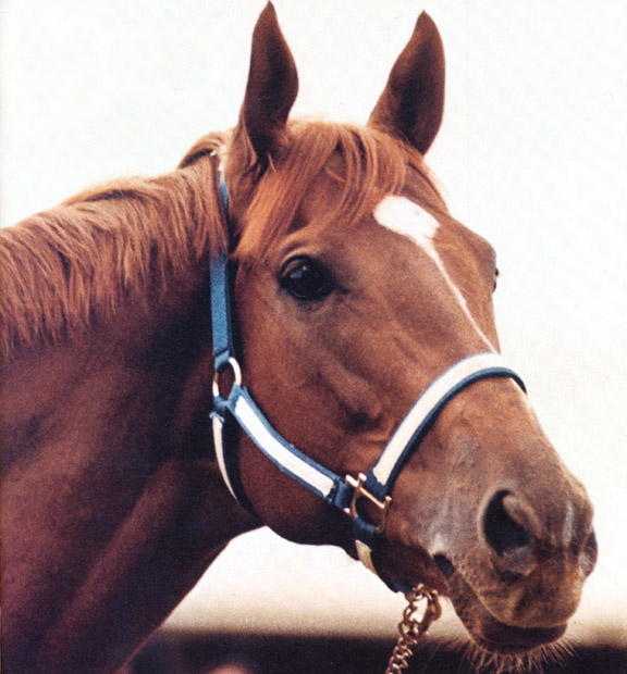 Happy Parenting & Teaching: Secretariat