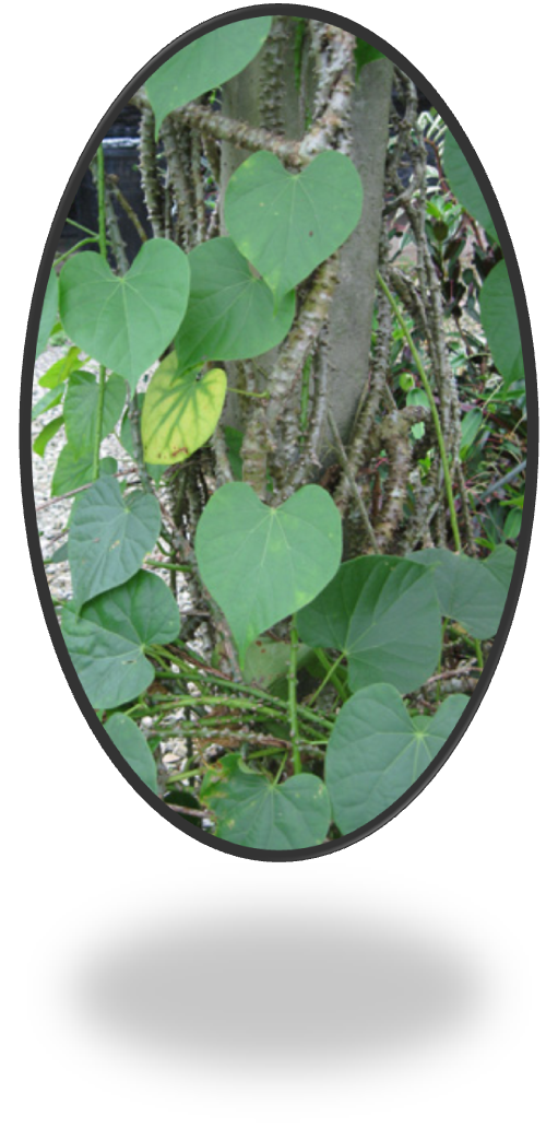 Tumbuhan Obat dan Sains: Butarwali obat luka bernanah