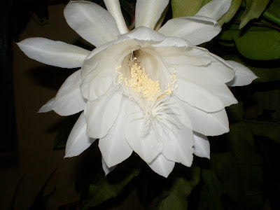 Foodie Delights Bangalore - Life n Spice: Nishagandhi Flower