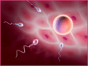 ruben: Inseminacion Artificial