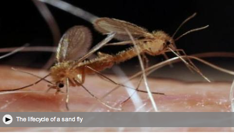 SCIENTIA TOTUM CIRCUMIT ORBEM: Ciclo de vida dos flebótomos