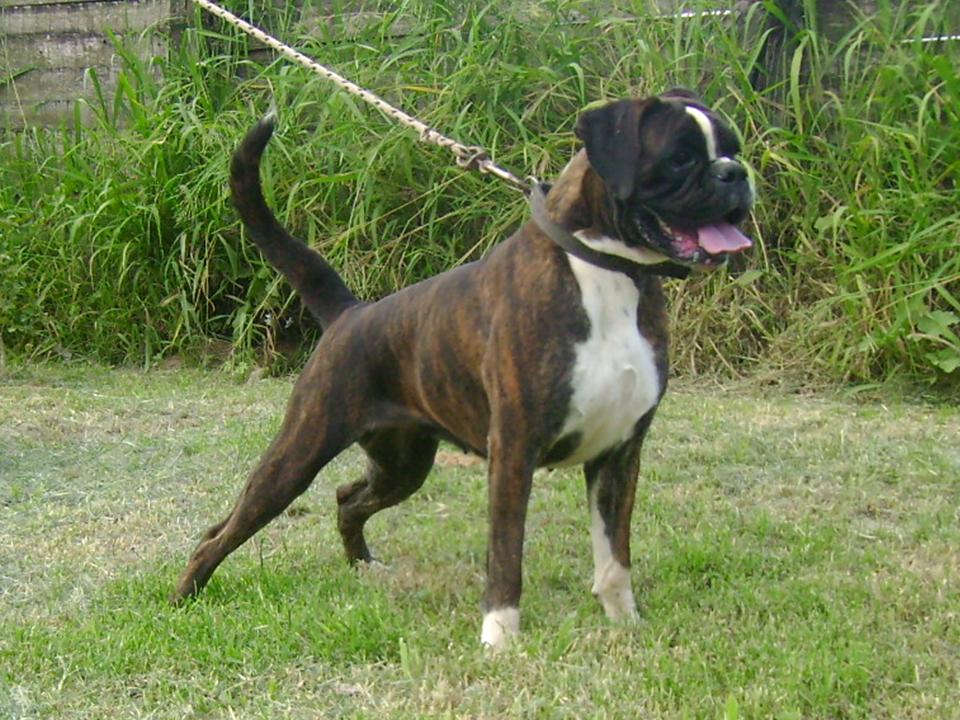 MBARETÉ BOXER: Cachorros Homero /Allfen