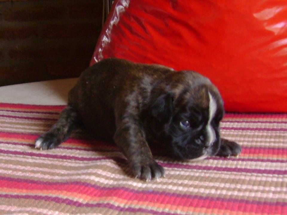 MBARETÉ BOXER: Cachorros Homero /Allfen