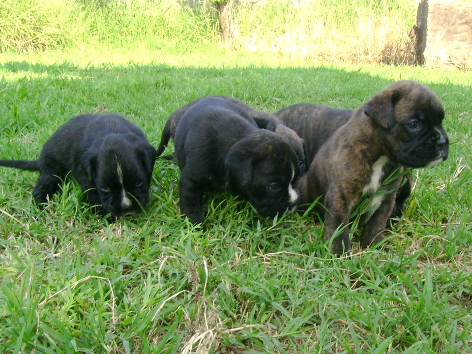 MBARETÉ BOXER: Cachorros Homero /Allfen