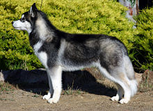 Anjing Siberian Husky – Jati.id