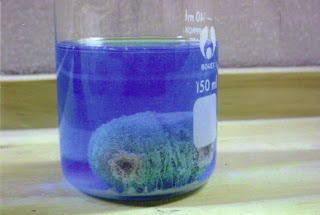 Of Science and Hobby Chemistry: Synthesis of Lead (II) Nitrate