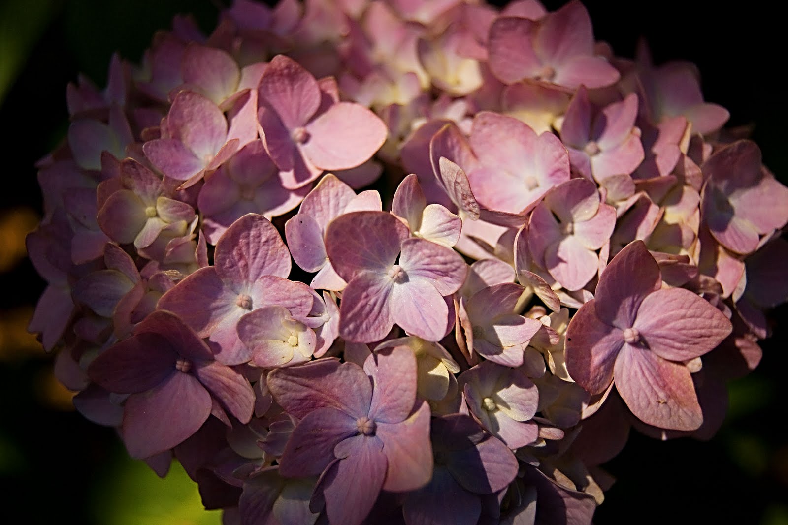 One Fell Out of the Cuckoo's Nest: Hydrangeas - Part I