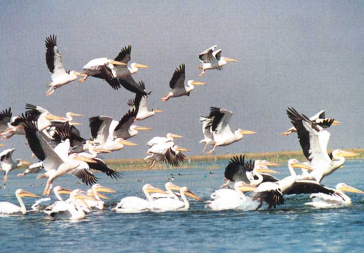 Greater Gujarat: Visit Thol Lake Bird Sanctuary - Gujarat
