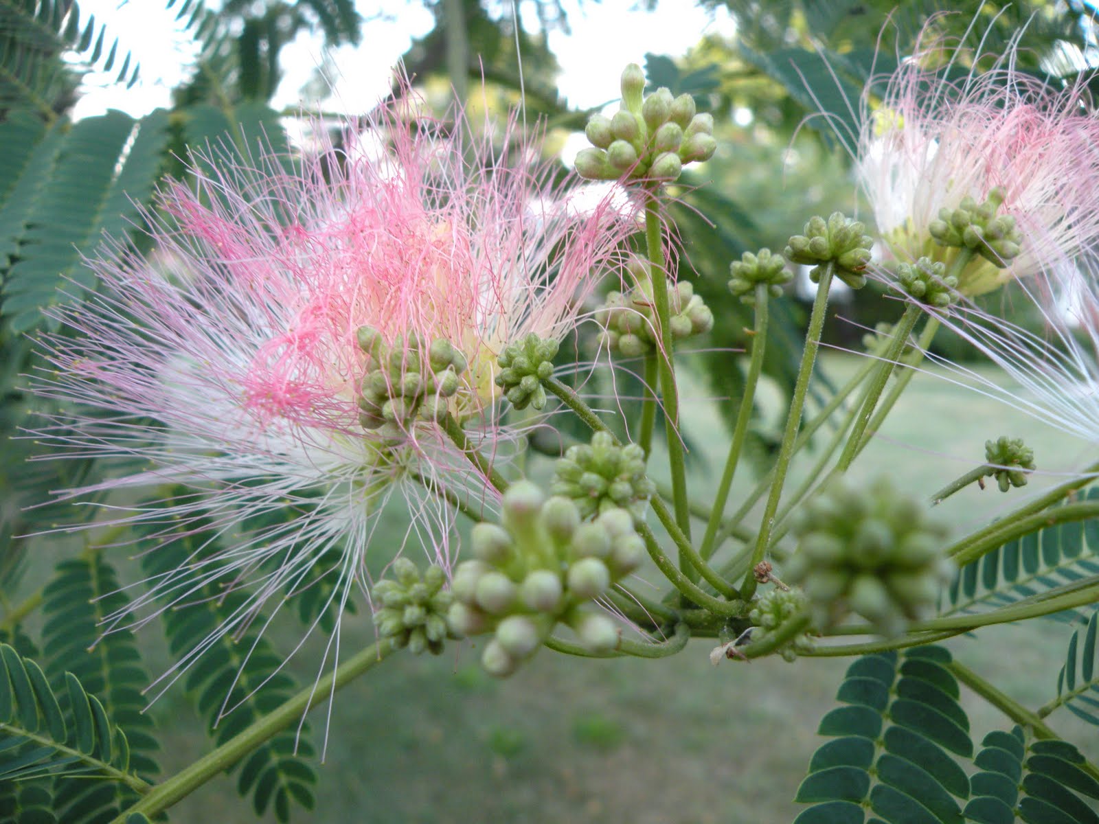 Let Your Light Shine: The Tree Of Happiness