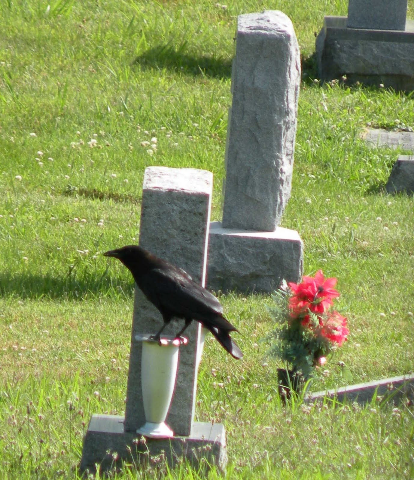 Let Your Light Shine: Cemetary Crows