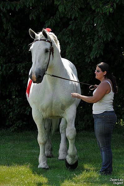 Percheron International: Cheval Plaisir