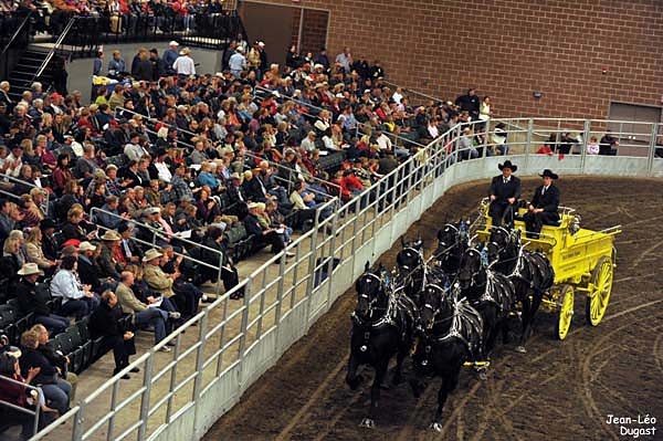 Percheron International: WPC > Présentations Attelées