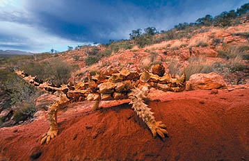 Thorny Devil (Moloch Horridus ) | Free unique Info