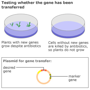 TRANSGENIC GEN - Biology Page