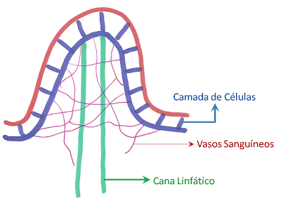 RMealhas: O Aparelho Digestivo