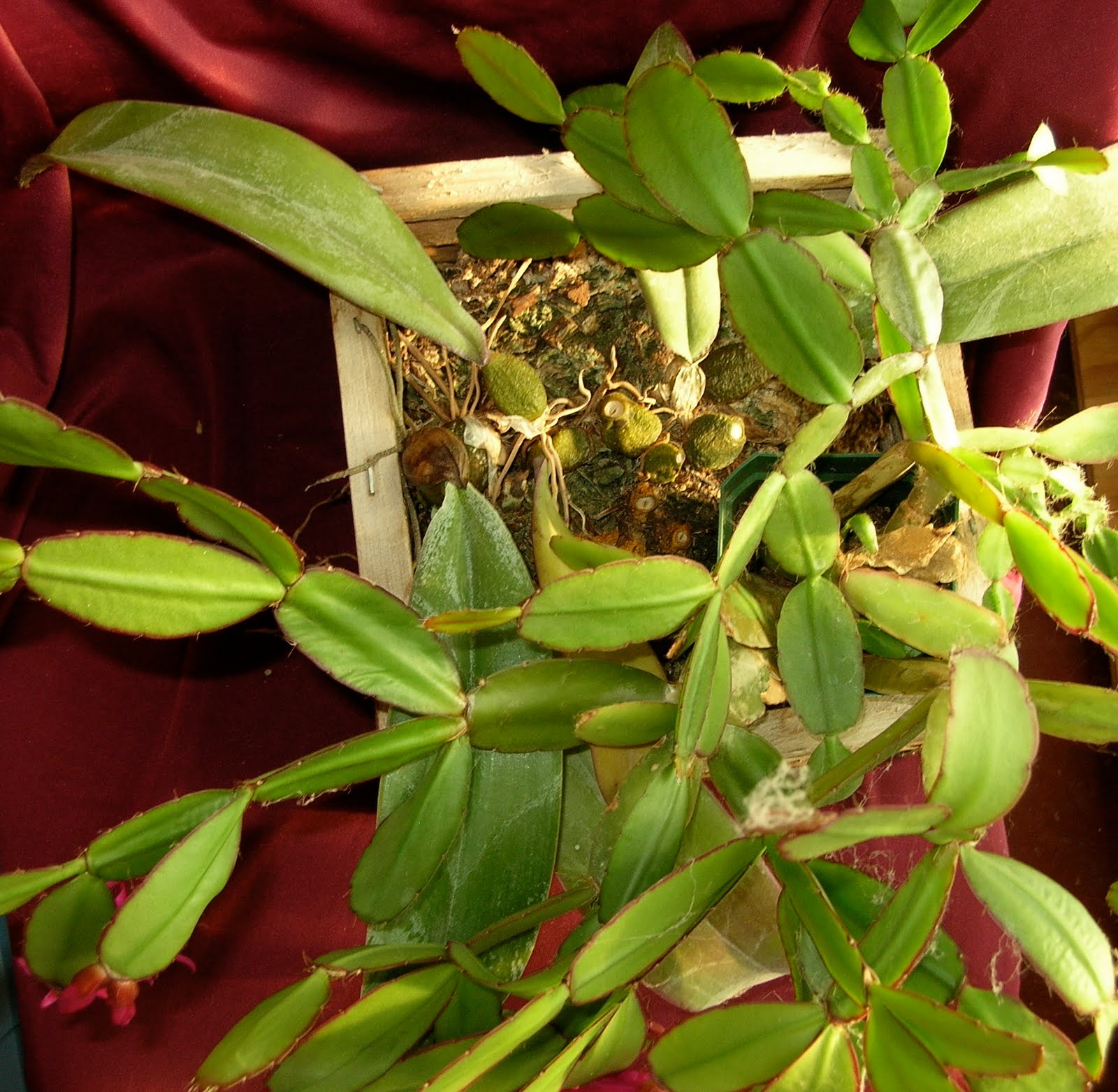 The Plant Geek Chronicles: In Bloom: A jungle cactus