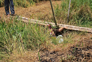 IskandarWorld: Tragedi di sawah padi