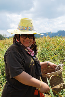 IskandarWorld: Tragedi di sawah padi