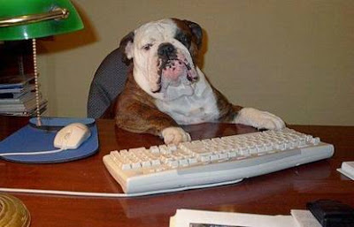 Funny Dog Pics: Admin Picture - funny dogs