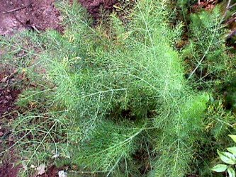 Plantas medicinais: Plantas Medicinais: Funcho