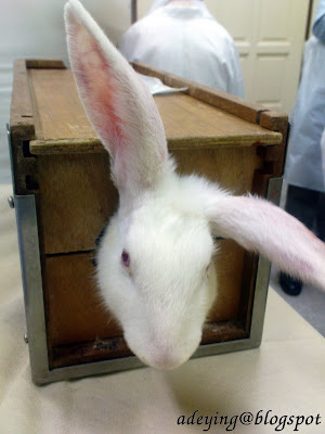 GJ Blogs: restraining a rabbit