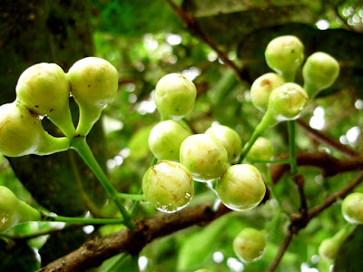 ilambra: Bunga Jambu Air