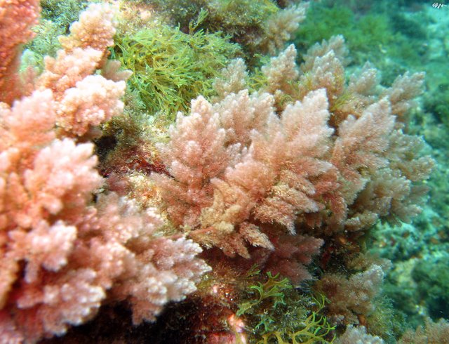 gaspargrafía: Ortiga blanca (Aiptasia mutabilis), esponja (Ircinia ...