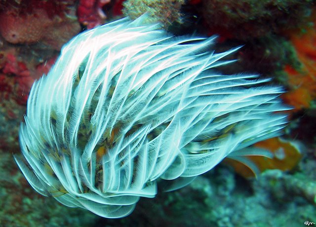 gaspargrafía: Ortiga blanca (Aiptasia mutabilis), esponja (Ircinia ...