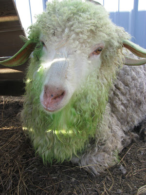 Dispatches from Can of Duck: Green Goats Gallivanting